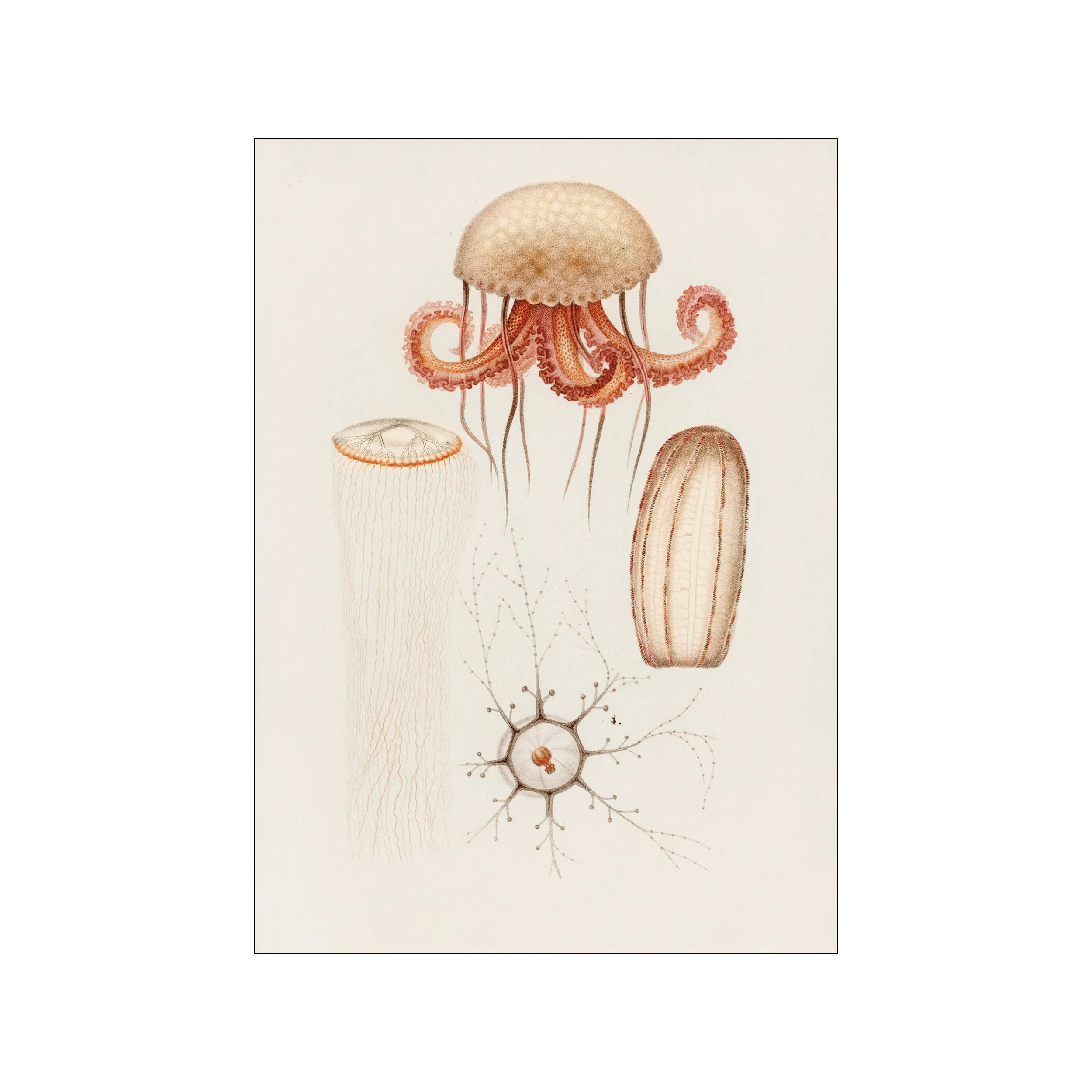 Types of marine life – Wonderhagen